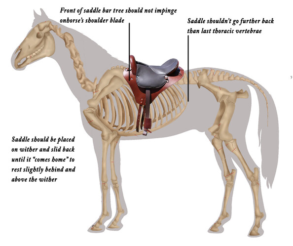 Animal-MRT | Frustrations of Saddle Fit