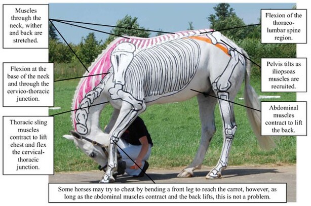 Animal-MRT | Girth Pain