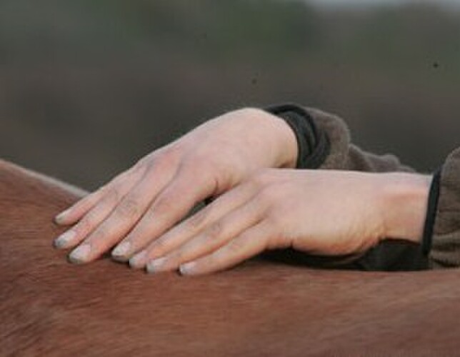 Animal-MRT | Equine Poll and Neck Problems